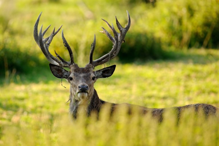 Vadászszótár – minden ami szarvas - Vadaszújság.hu